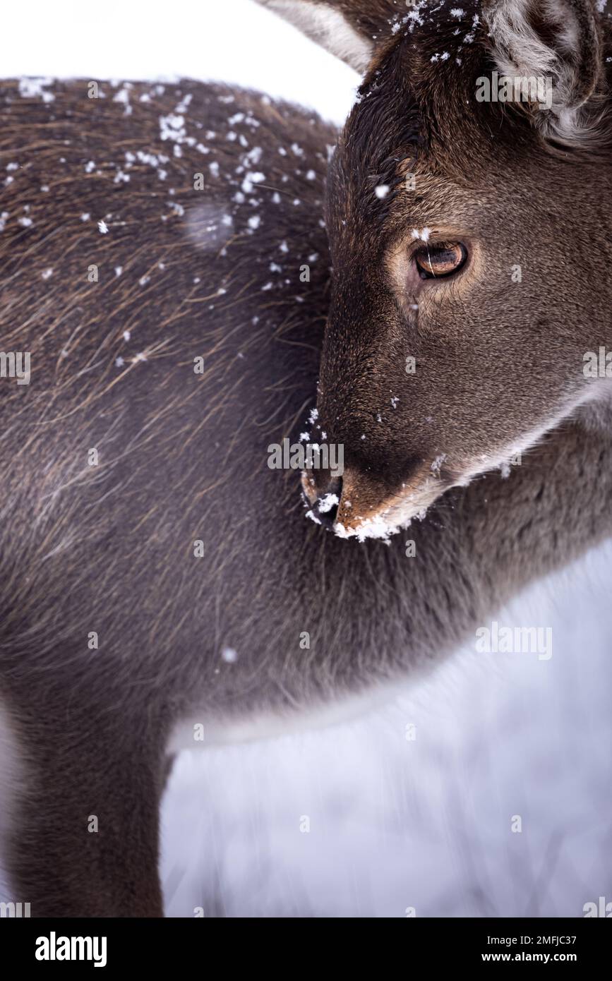 Portrait of brown fallow deer on a white snowfield with snow on the ...