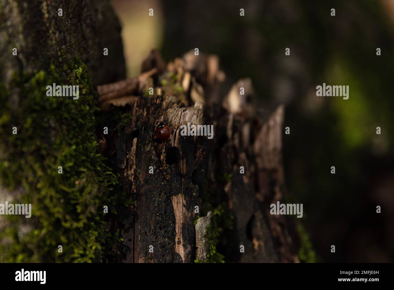 Gloomy world hi-res stock photography and images - Alamy