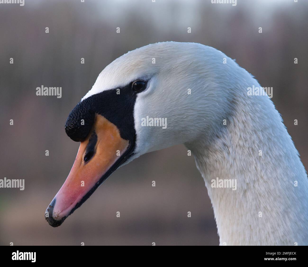 A close-up shot of a mute swan with blurry background Stock Photo - Alamy