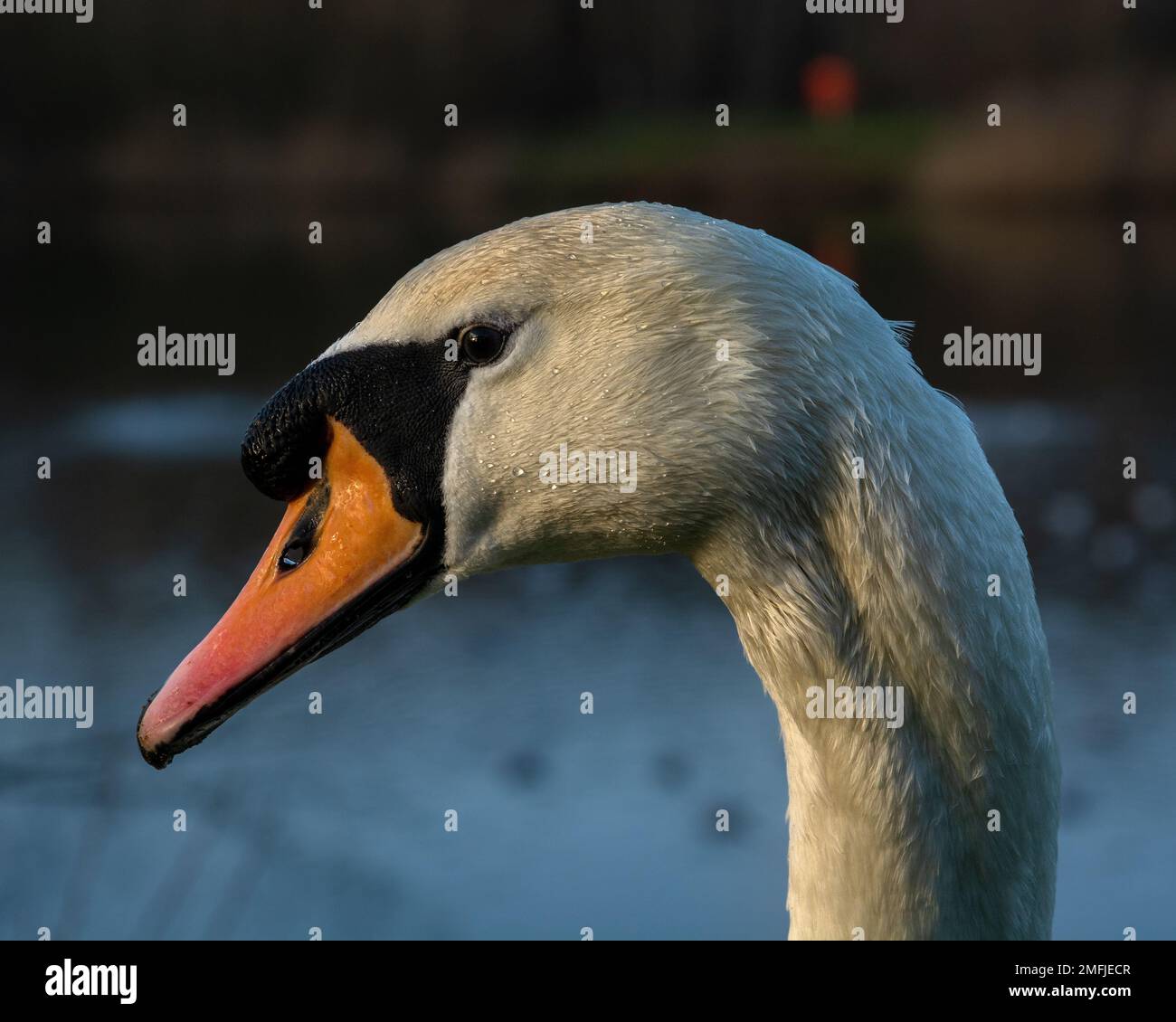 A close-up shot of a mute swan with blurry background Stock Photo - Alamy