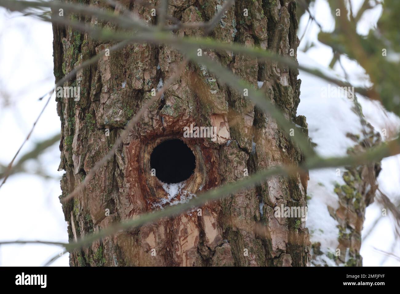 Bird hole in a tree trunk Stock Photo - Alamy