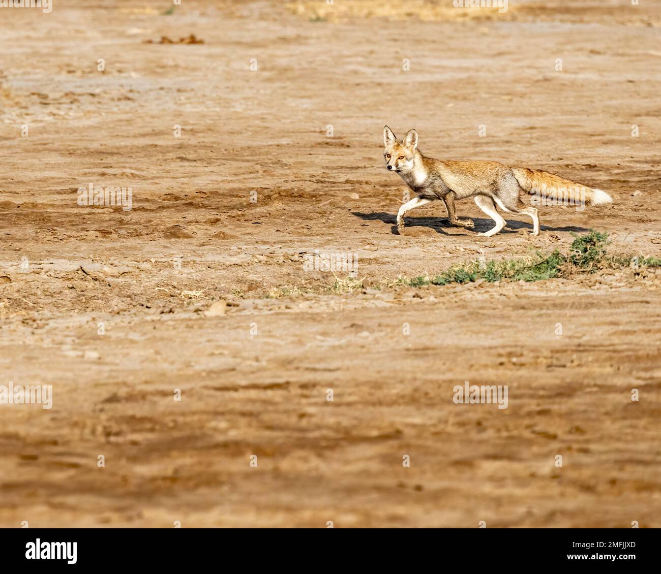 Fox looking at the camera hi-res stock photography and images - Alamy