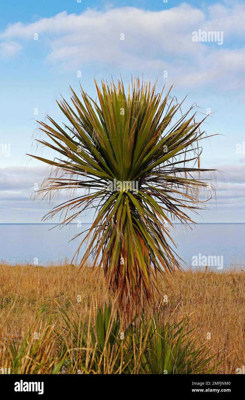 Kingdom plantae hi-res stock photography and images - Alamy