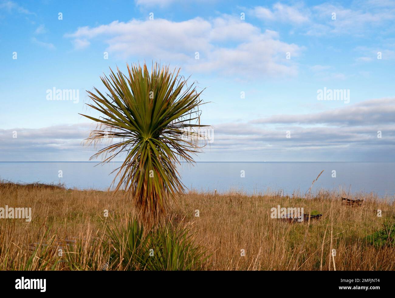Kingdom plantae hi-res stock photography and images - Alamy