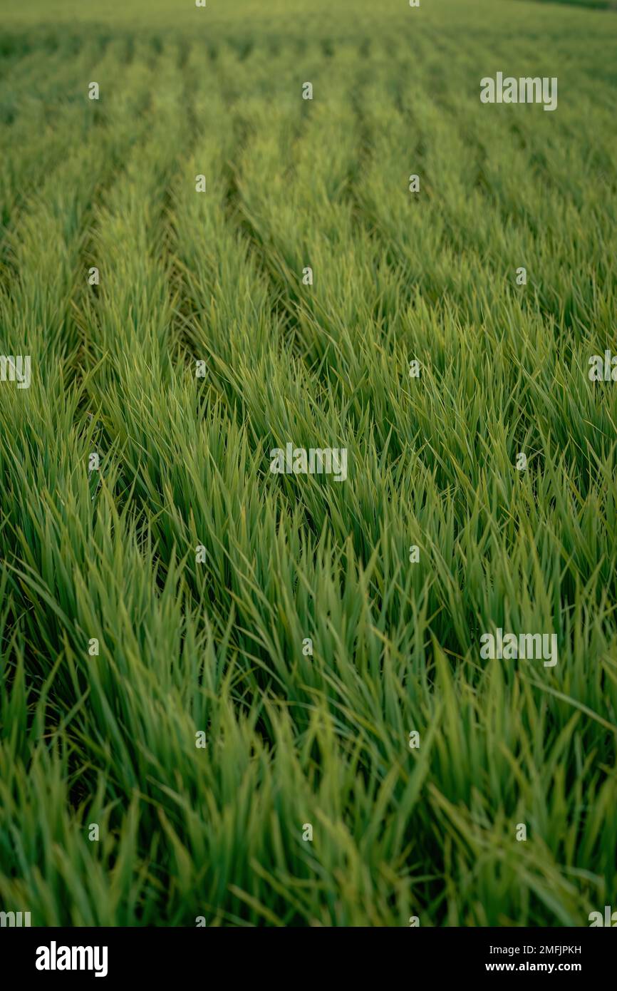 Closeup of paddy rice growing in the field. Wallpaper background Stock ...