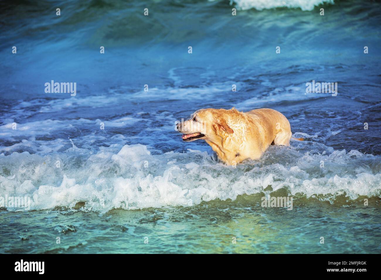 Golden labrador dog in the sea hi-res stock photography and images - Alamy