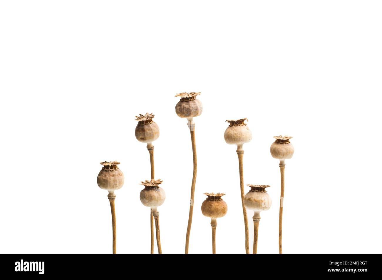 Dry poppy flower heads on a white background with copy space Stock ...