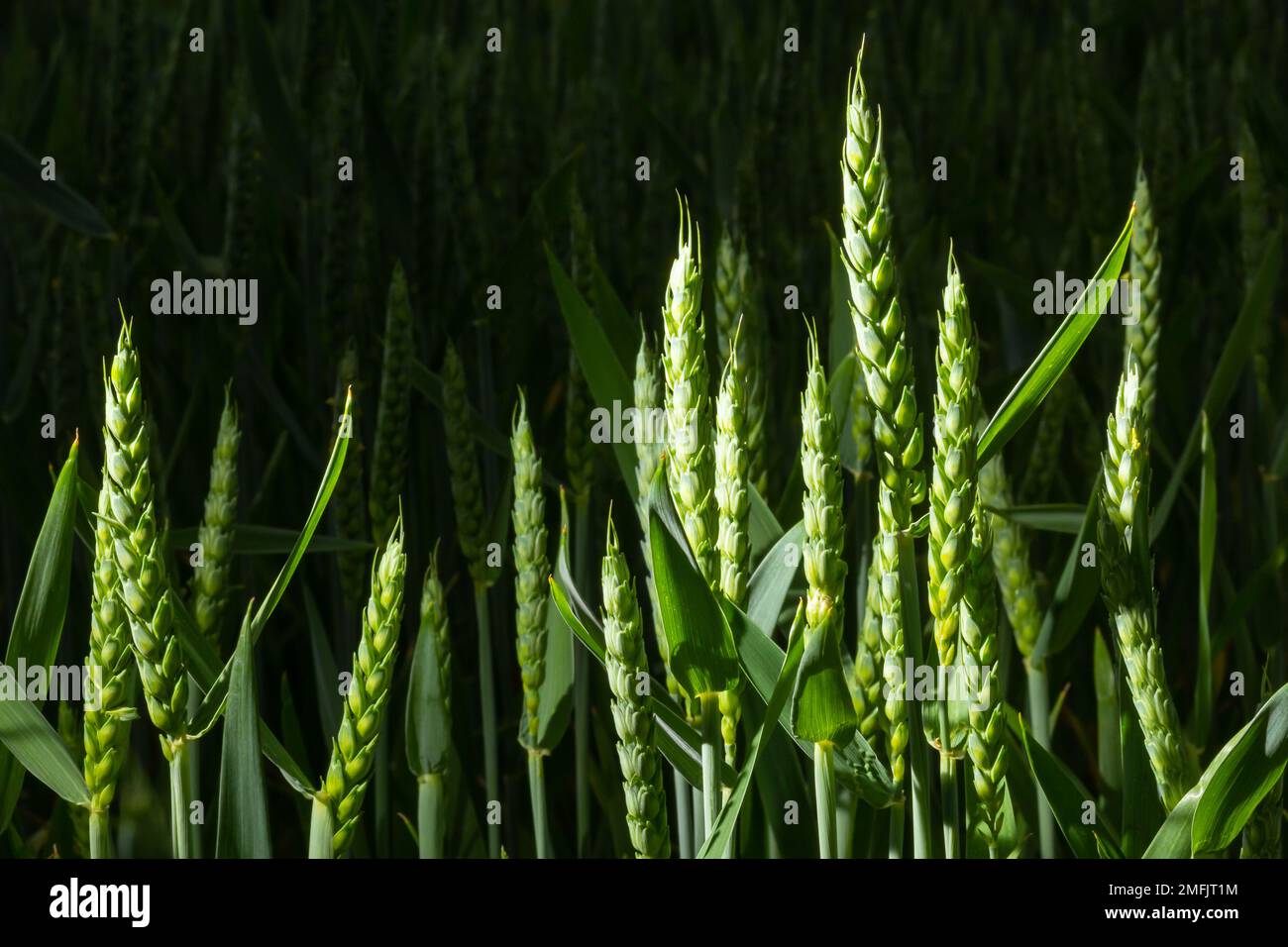 agricultural field where green rye grows, agriculture for obtaining ...