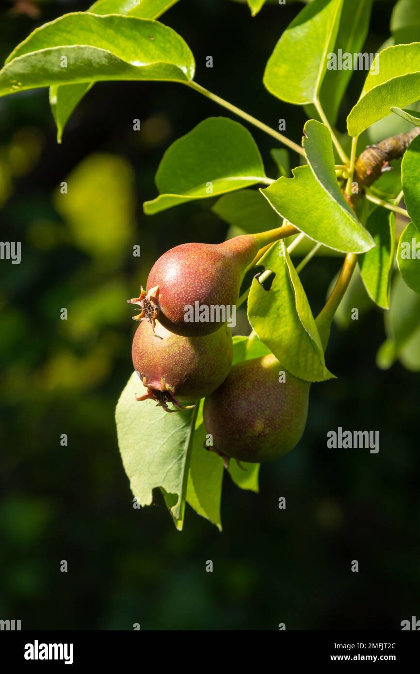 Pear tree. Pear green garden with fruit. Natural environment, outdoors ...
