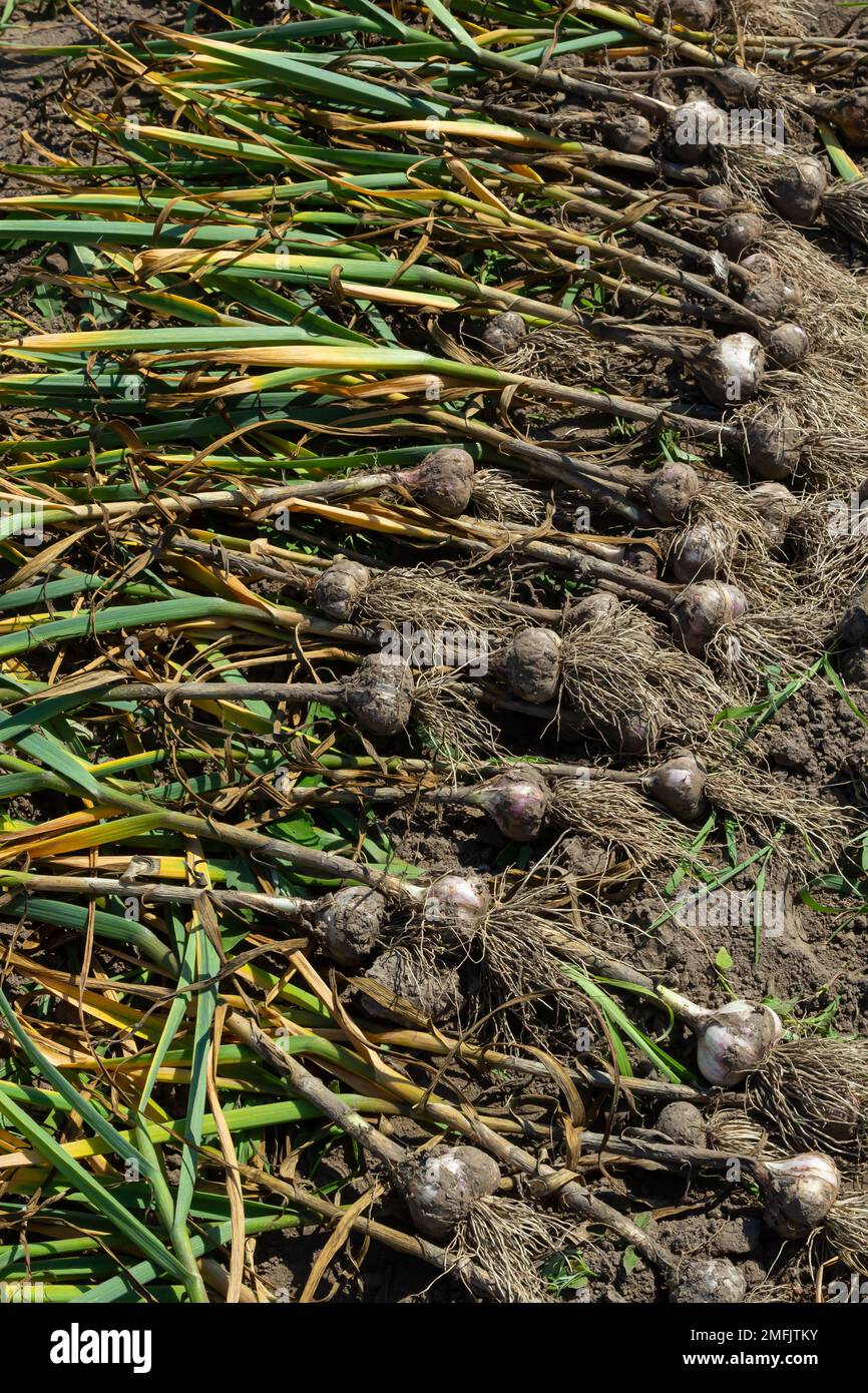 The dug-out garlic is dried on a garden bed on a summer day Stock Photo ...