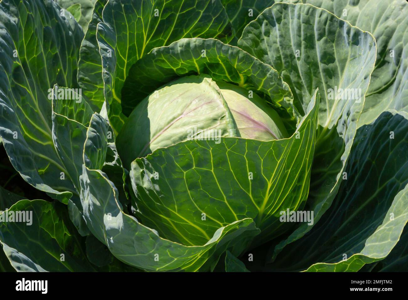 young cabbage grows in the farmer field, growing cabbage in the open ...