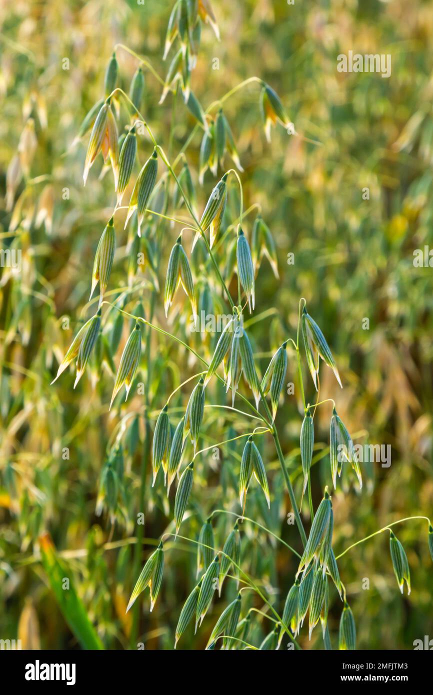 Field of young green Oats. Plantation of oats in the field - crop ...