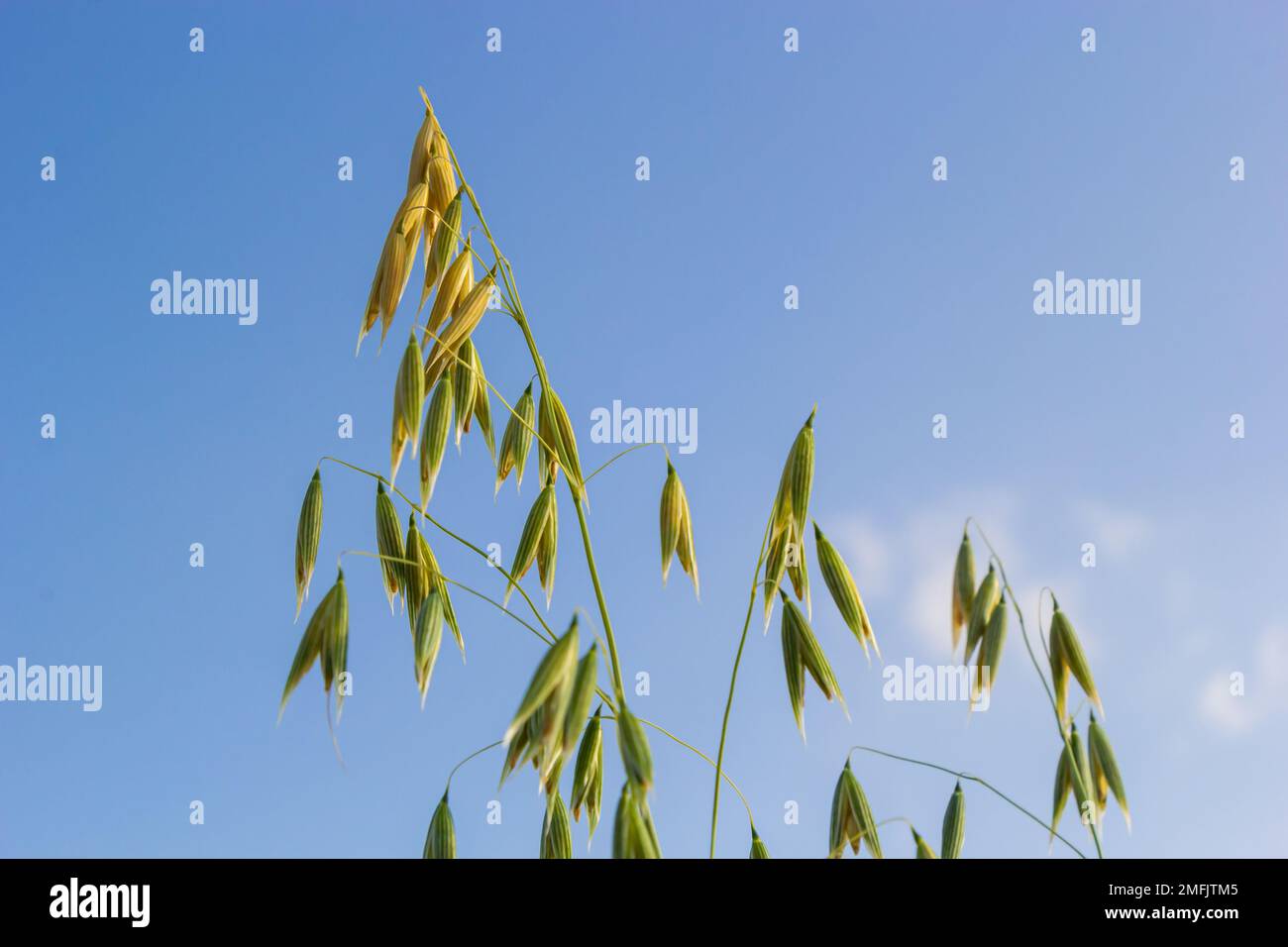 Field of young green Oats. Plantation of oats in the field - crop ...