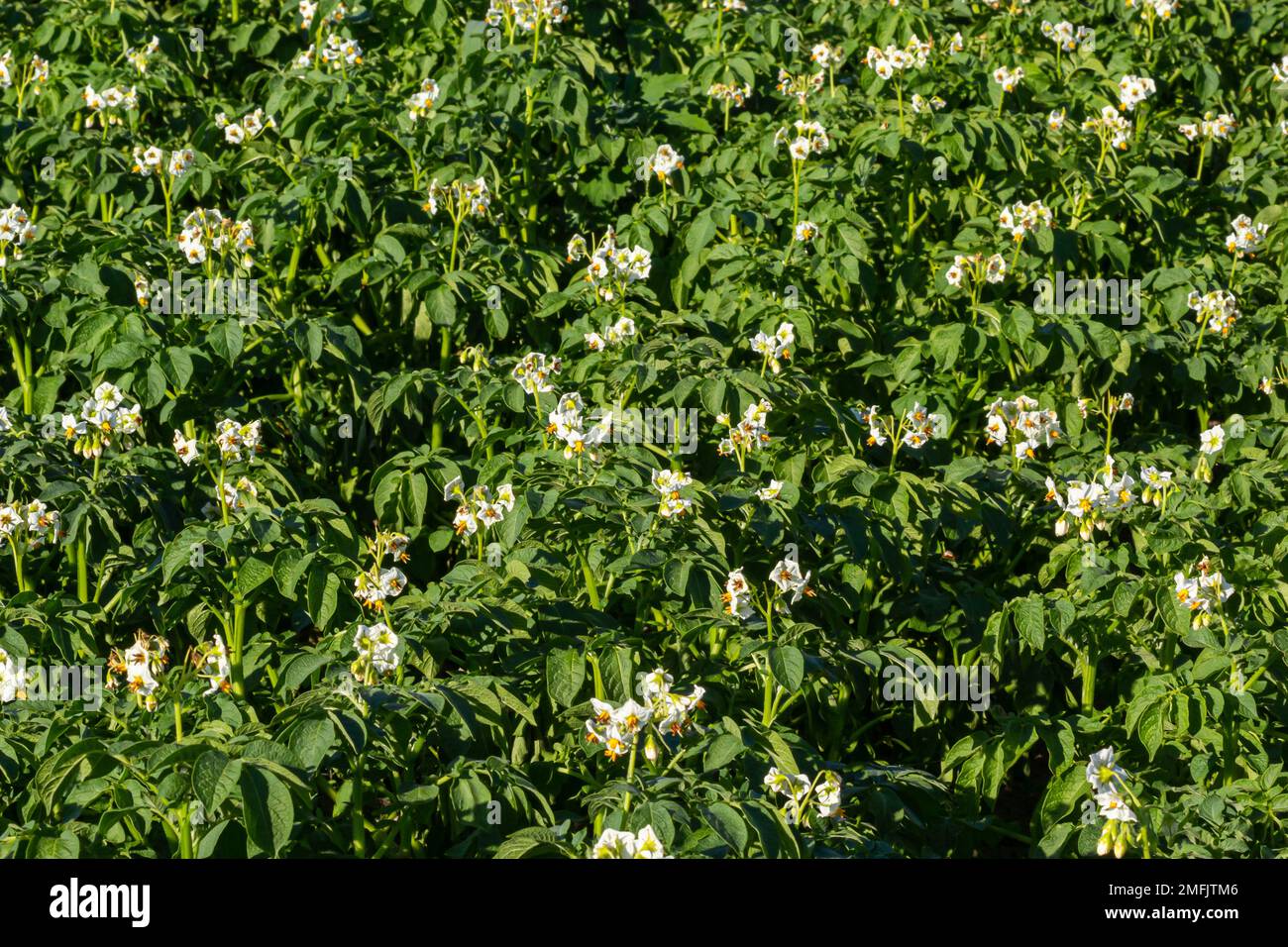 Early growth potato plants in hi-res stock photography and images - Alamy