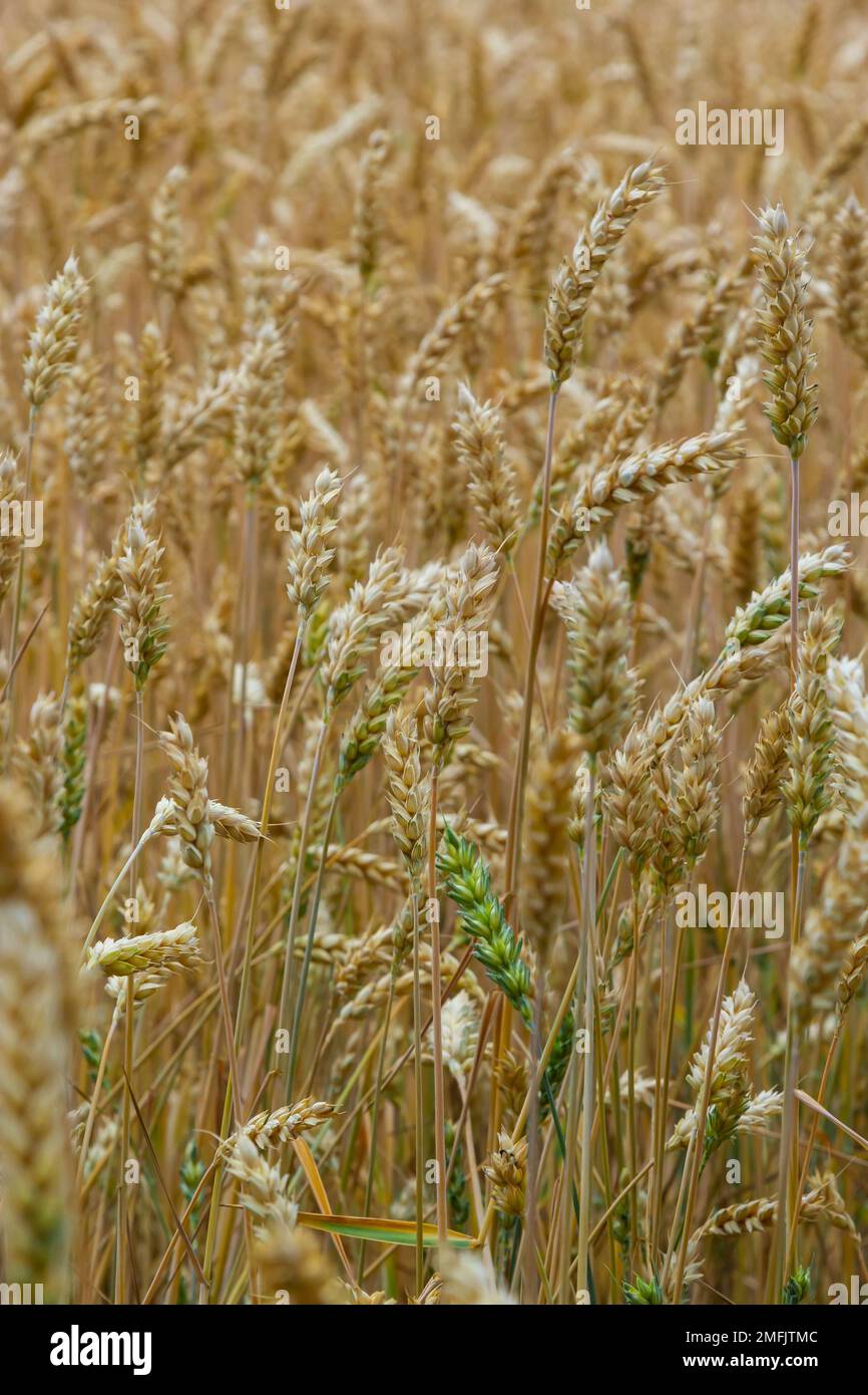 Grains on the field, redy for harvest, golden wheat in the sun. Fields ...