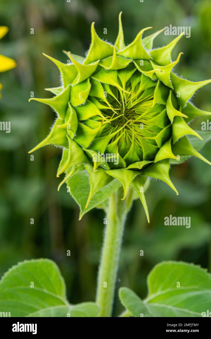 Close up young sunflower the flower is not fully grown in the field and ...