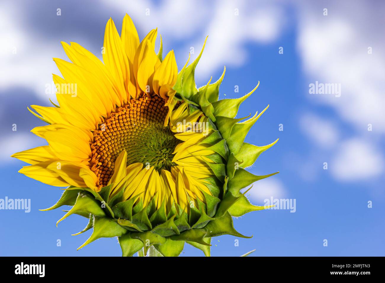 Close up young sunflower the flower is not fully grown in the field and ...