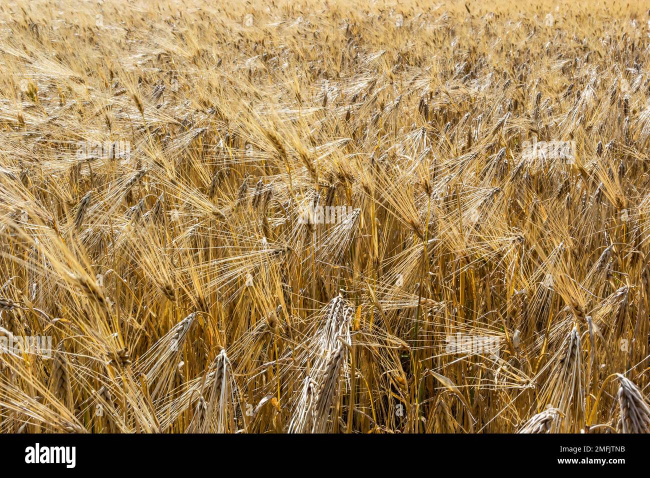 Grains on the field, redy for harvest, golden wheat in the sun. Fields ...