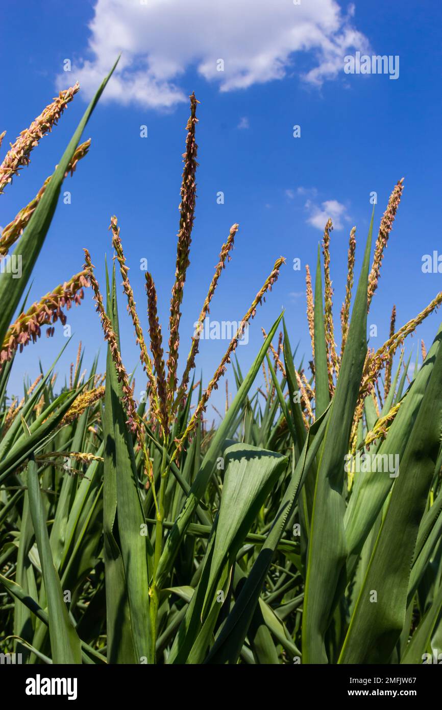 Corn Plantation Food. close up of a corn field in the countryside, many ...