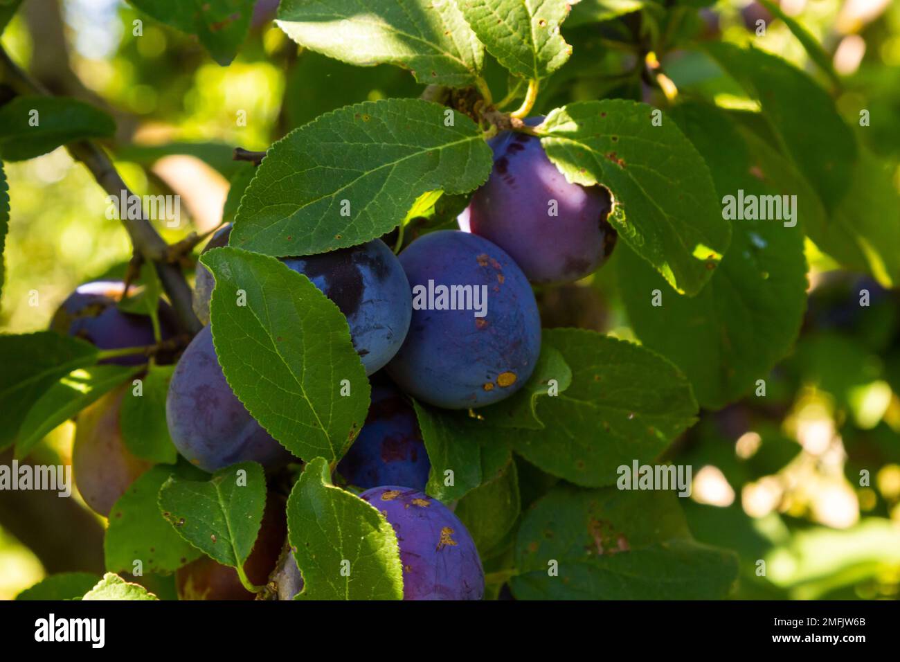 Branches on a italian plum tree heavy with ripe fruit Stock Photo - Alamy