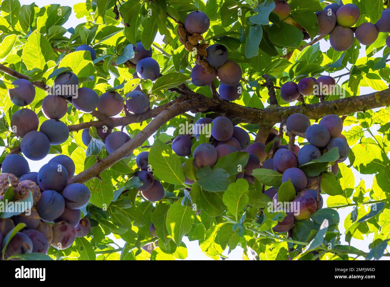Branches on a italian plum tree heavy with ripe fruit Stock Photo - Alamy