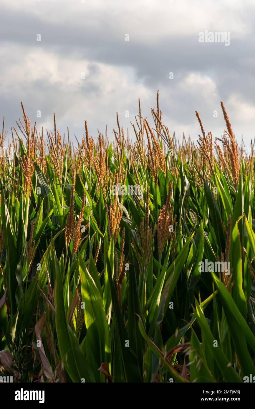 Corn Plantation Food. close up of a corn field in the countryside, many ...