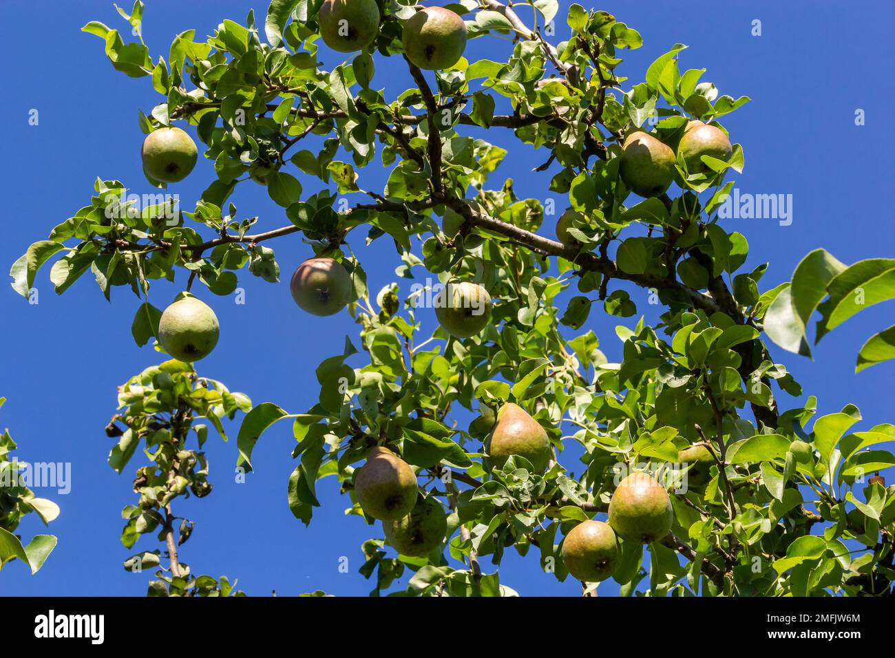 A bunch of pears in the tree. Benefits of pears. Blue sky Background ...