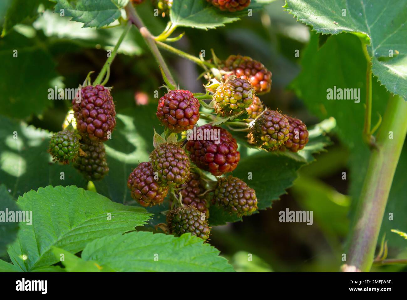 Ripe unripe fruit blackberry hi-res stock photography and images - Alamy
