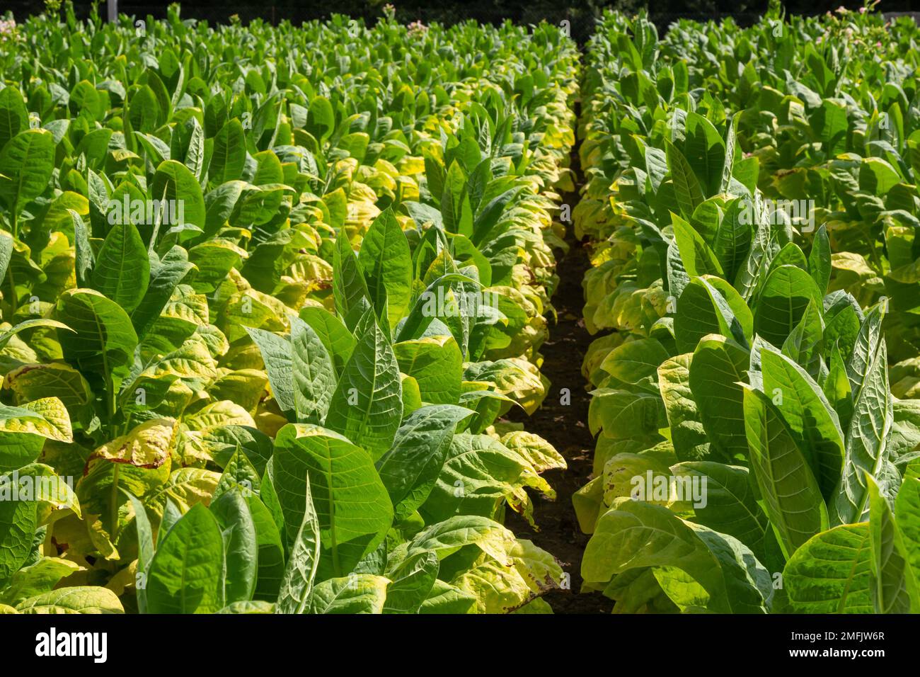 Tobacco big leaf crops growing in tobacco plantation field Stock Photo ...