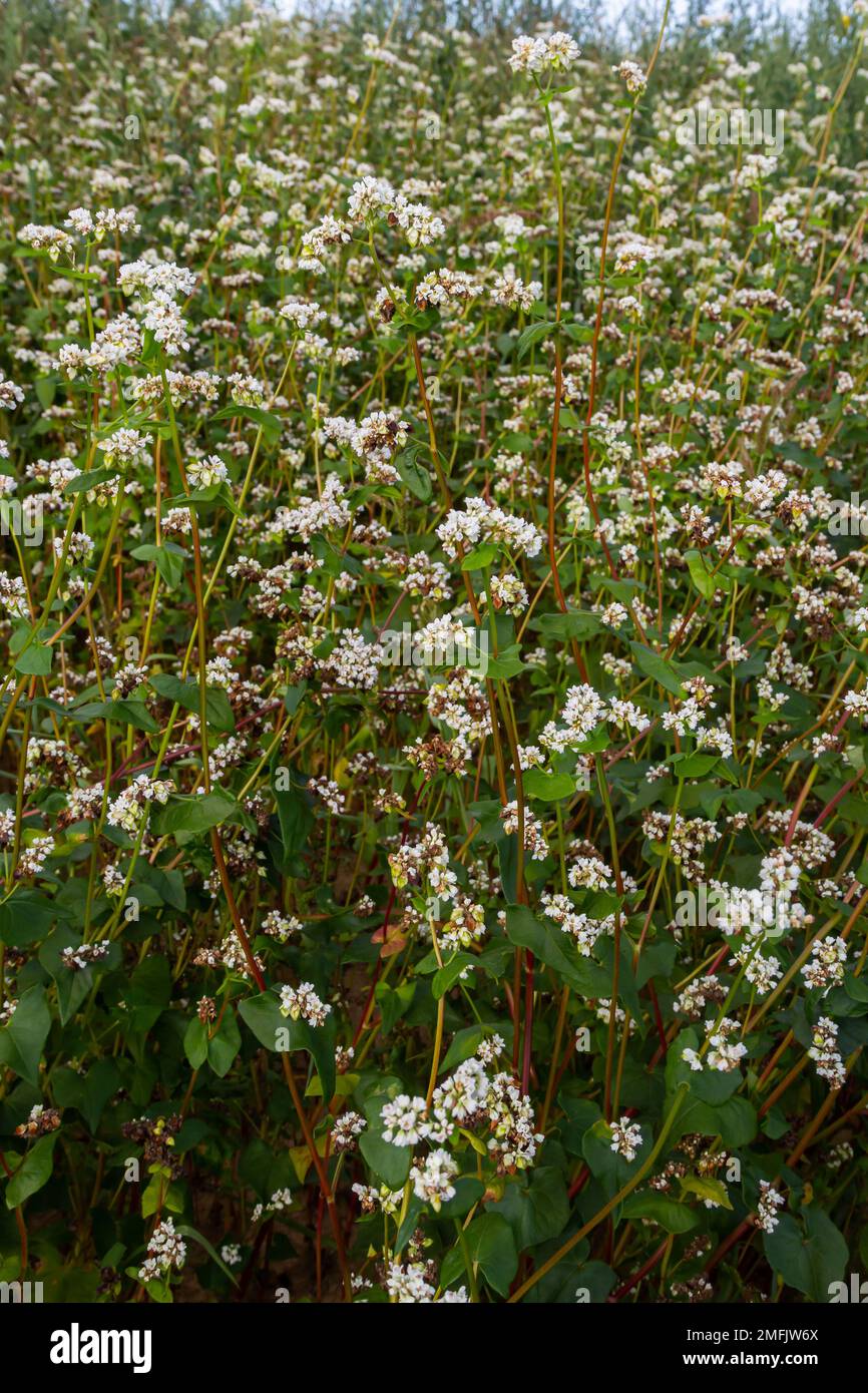 Buckwheat Fagopyrum esculentum in flower on the natural background ...