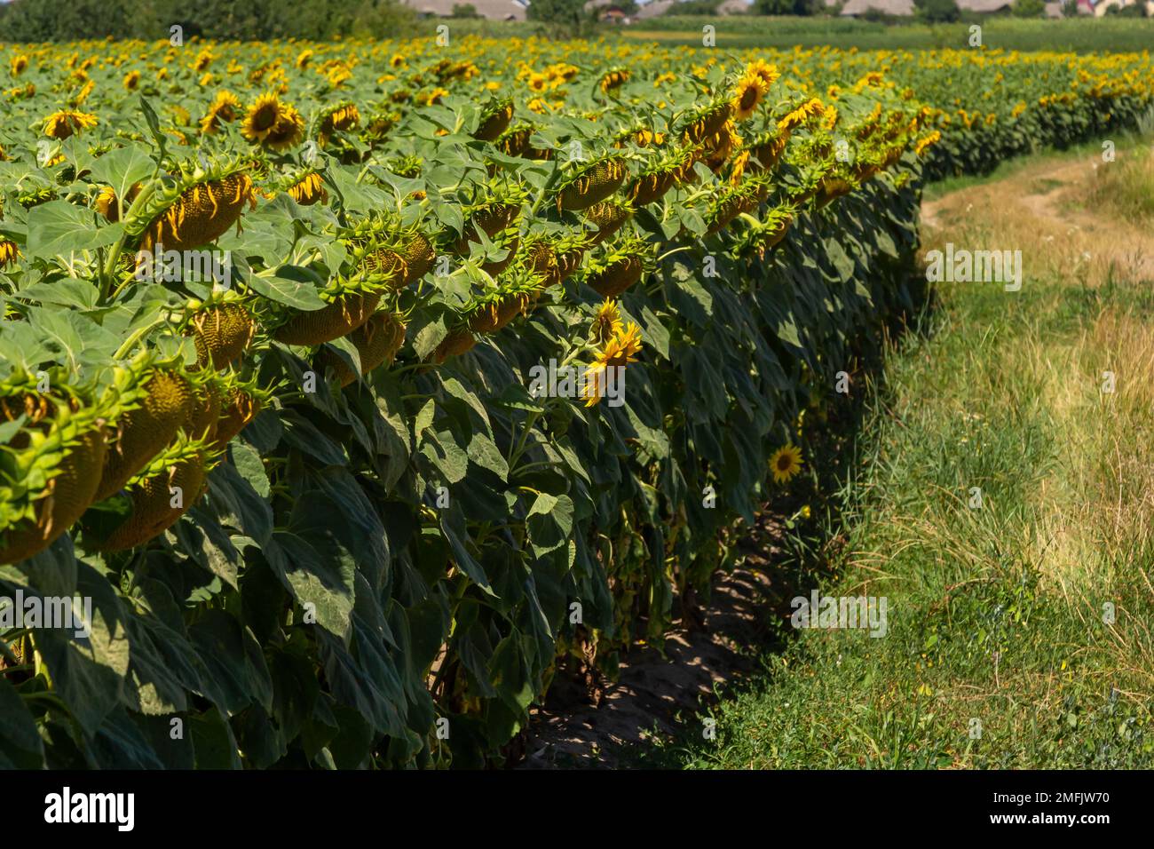 Sunflower heads drooping full of seeds to be harvest at the end of the ...