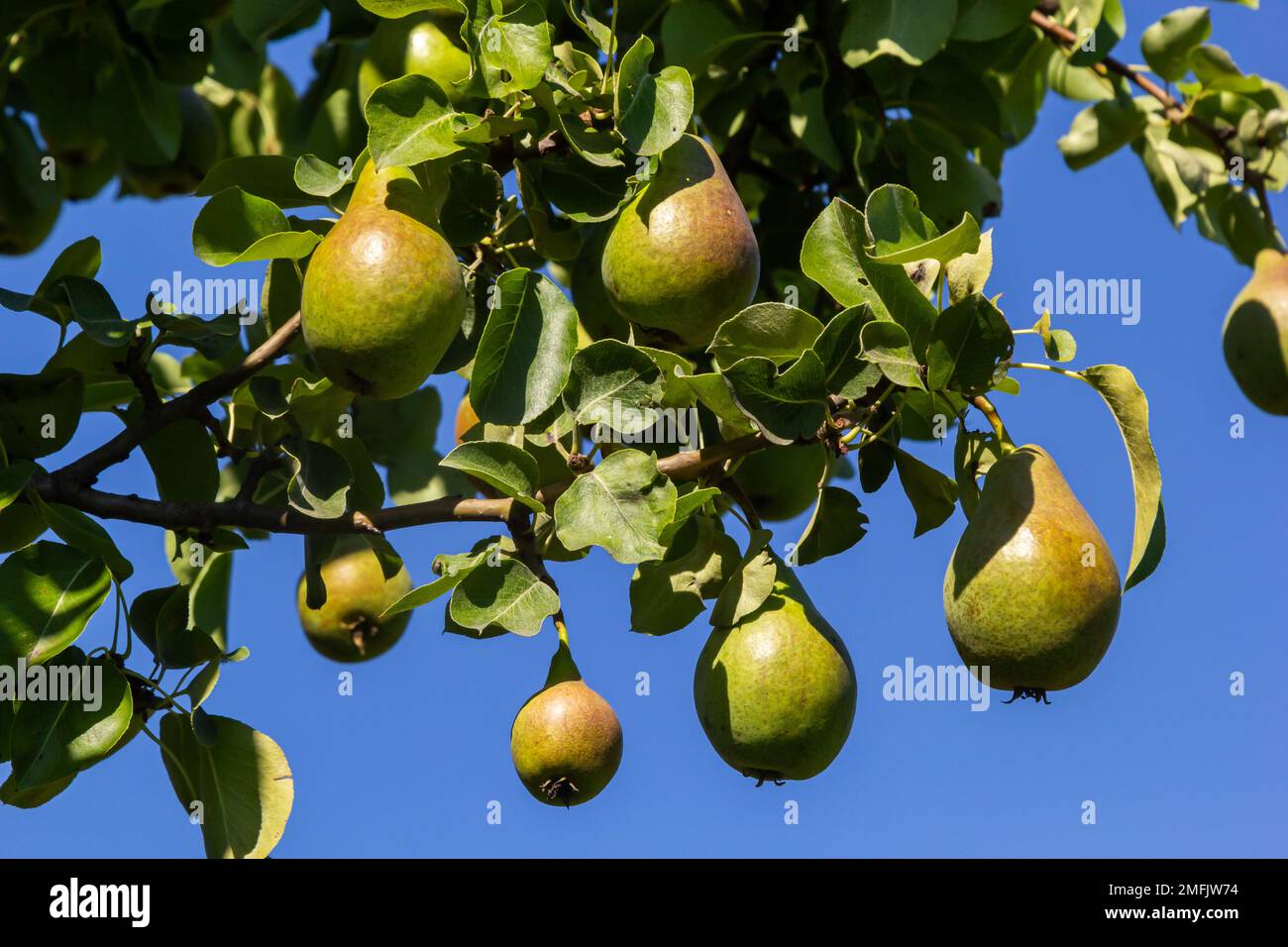 Pear tree. Pear green garden with fruit. Natural environment, outdoors ...