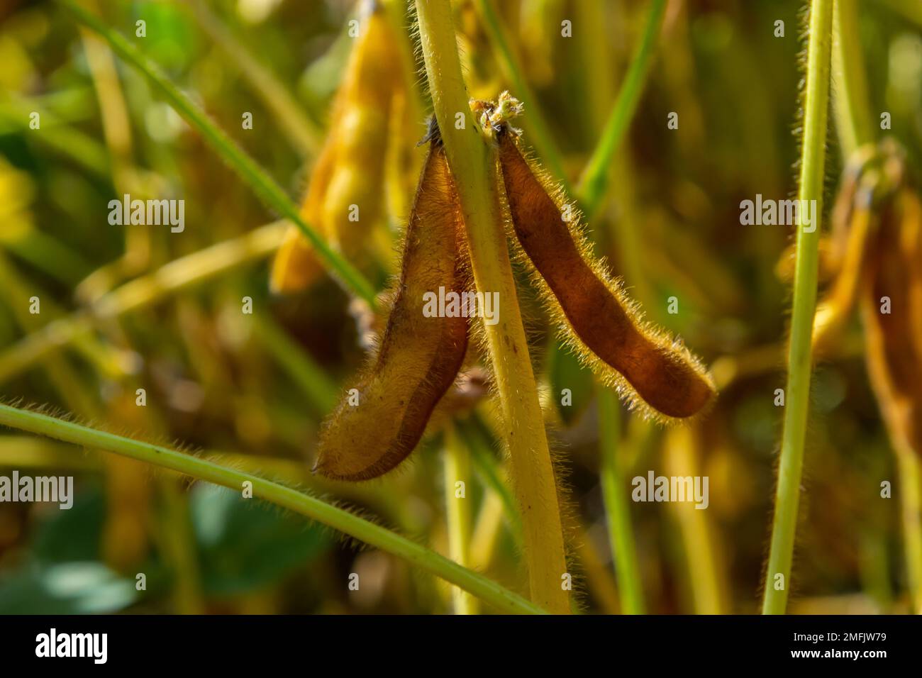 Soybeans pod macro. Harvest of soy beans - agriculture legumes plant ...