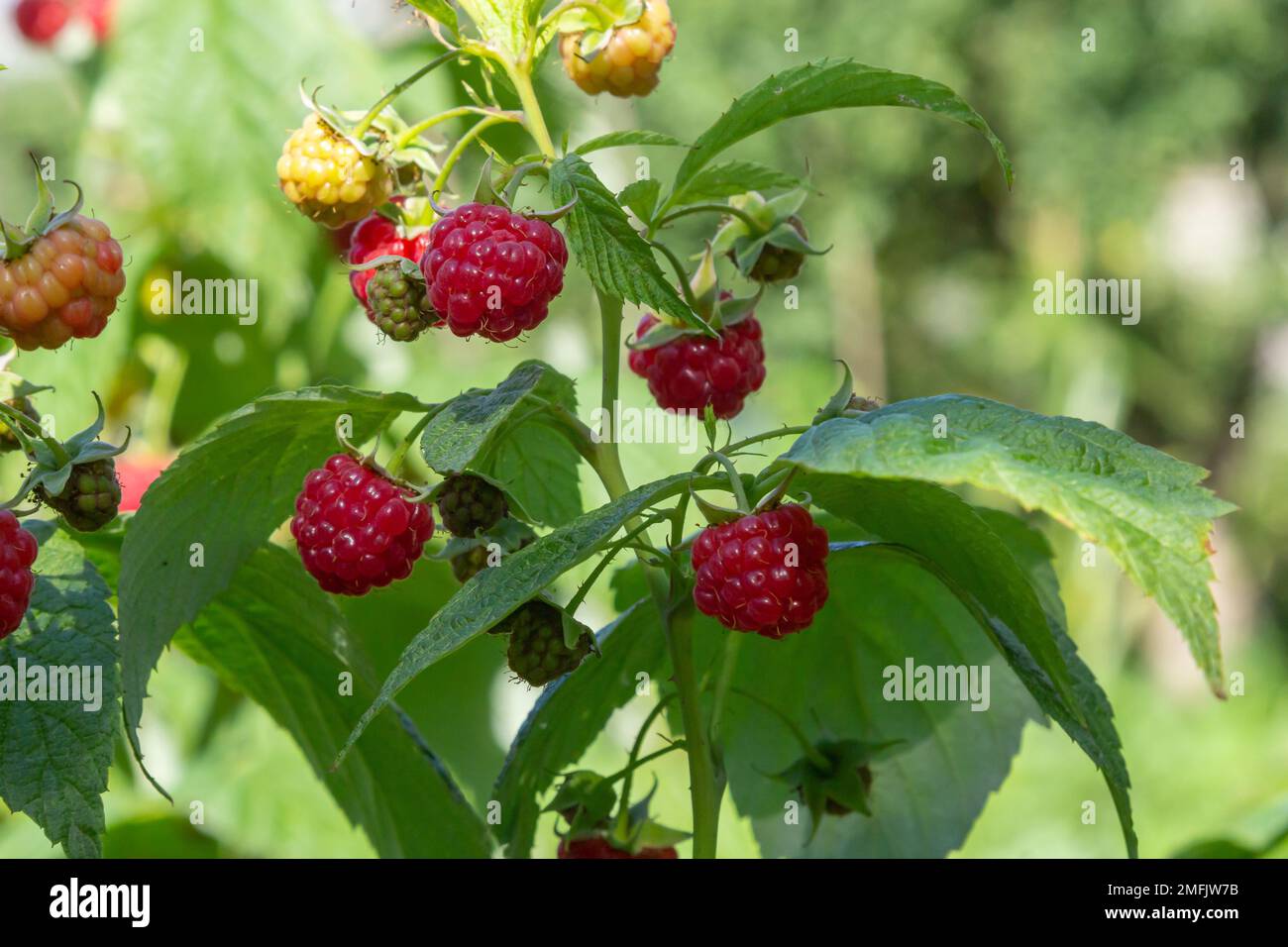 Fruits of raspberry and green leaves on a bush branch Stock Photo - Alamy