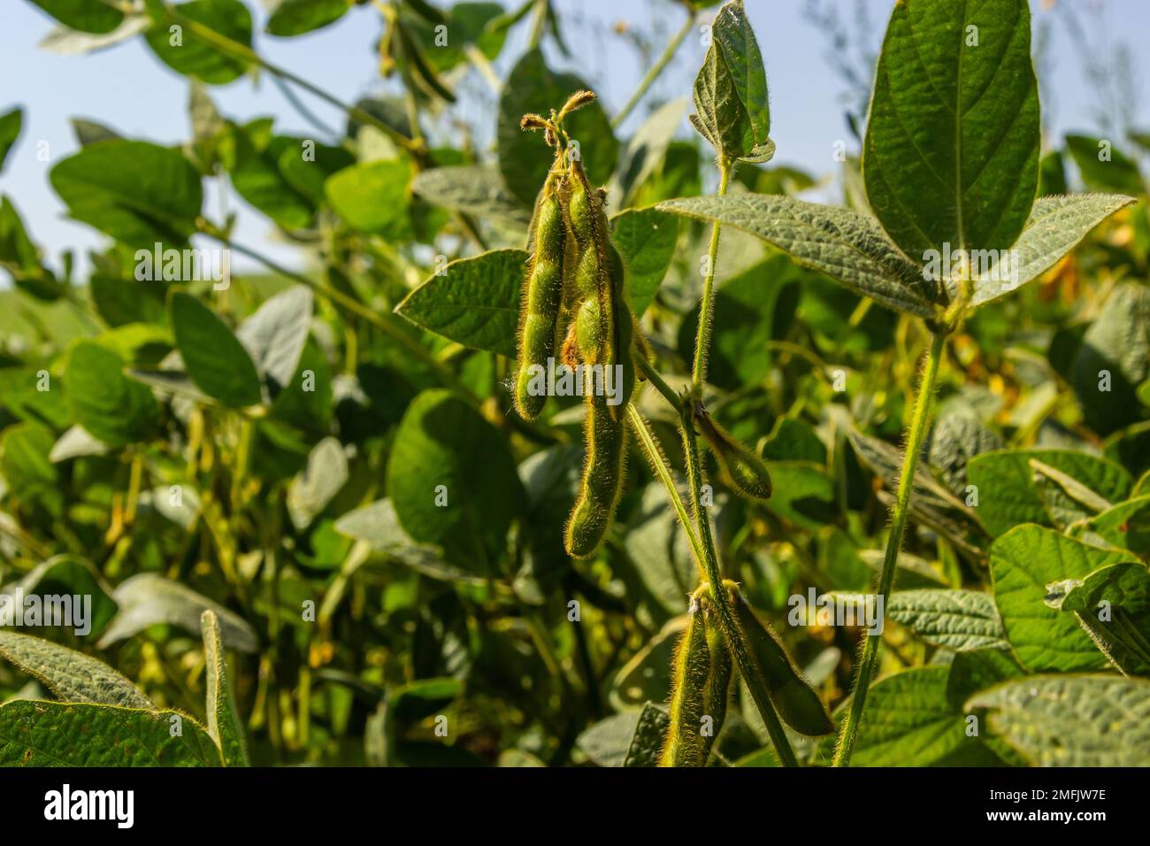 Soybean pods on soybean plantation, on blue sky background, close up ...