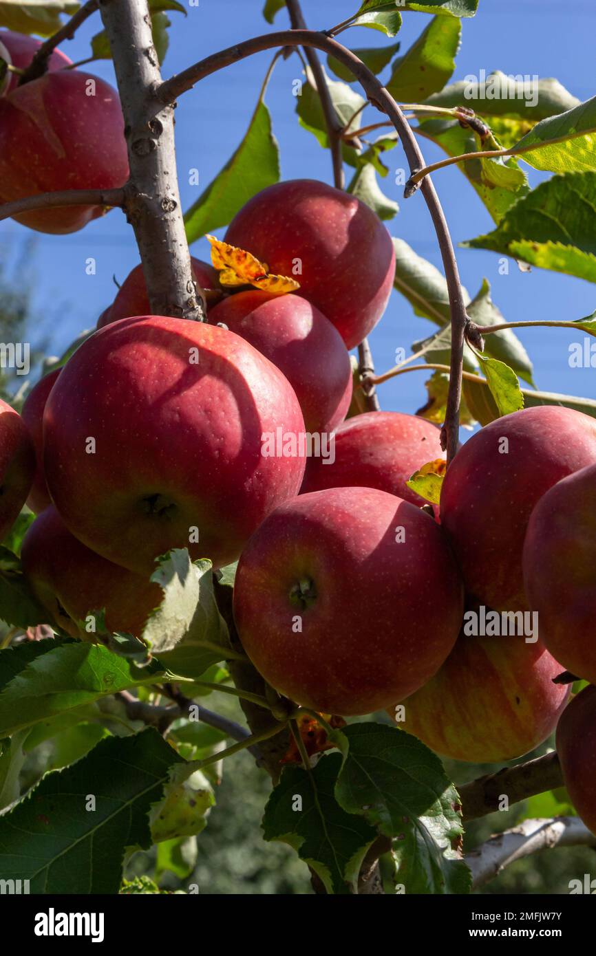 Autumn day. Rural garden. In the frame ripe red apples on a tree. It's ...