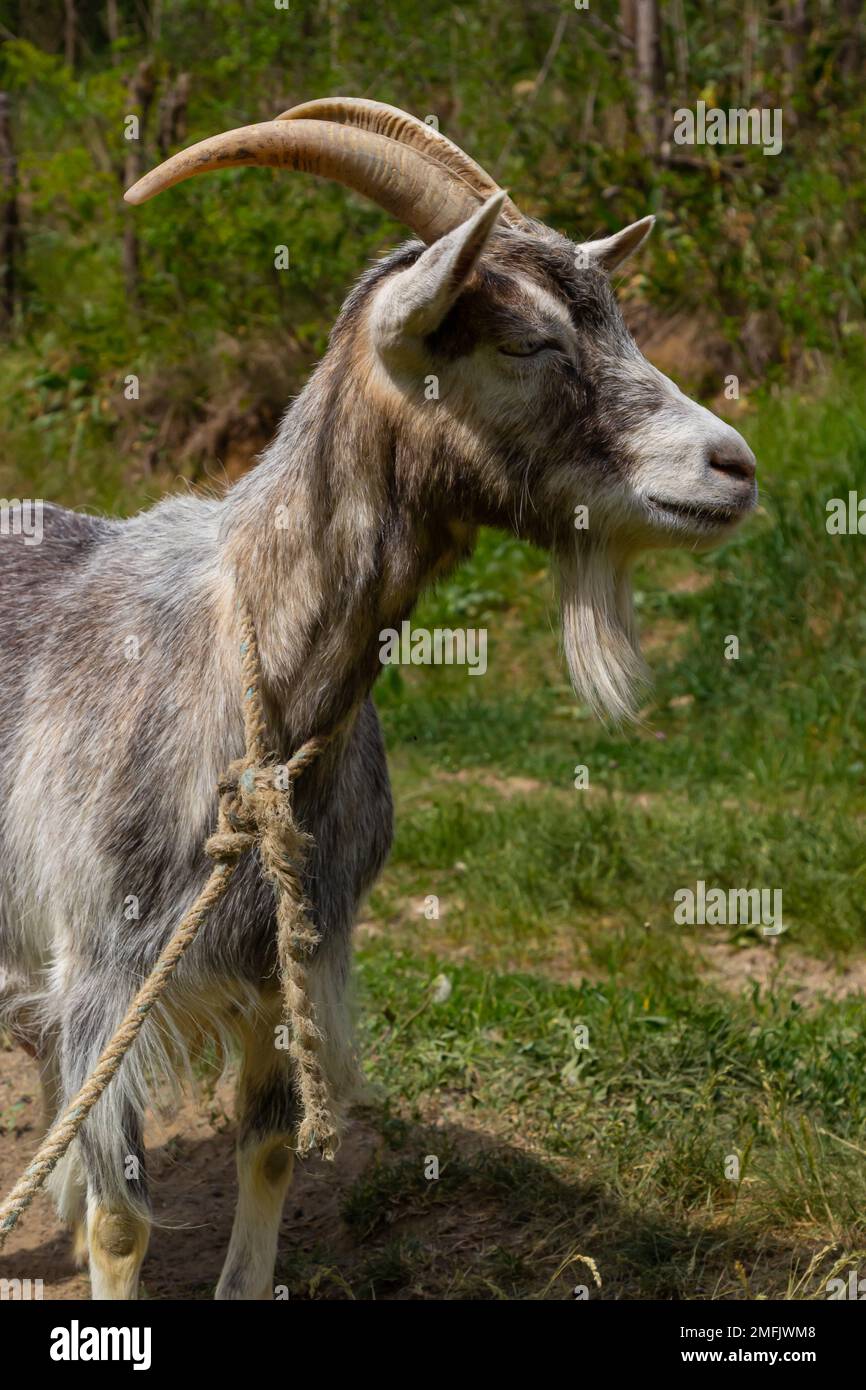 A cute feeding goat in gray and orange color grazing in the meadow ...