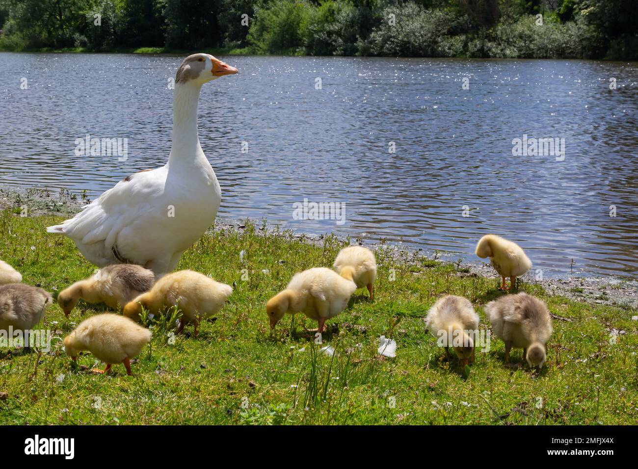 Angry goose hi-res stock photography and images - Alamy
