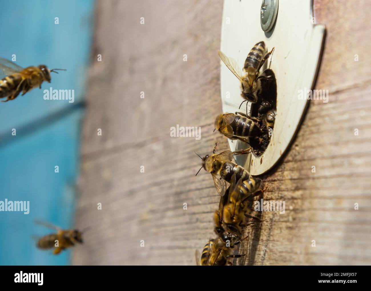 swarm of honey bees flying around beehive. Bees returning from ...