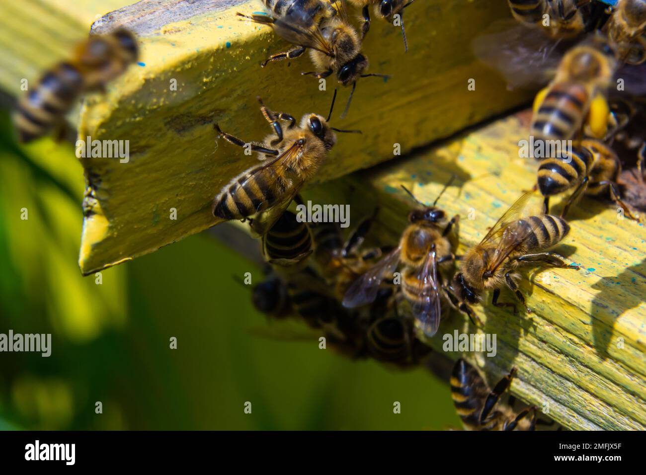 A lot of bees returning to bee hive and entering beehive with collected ...