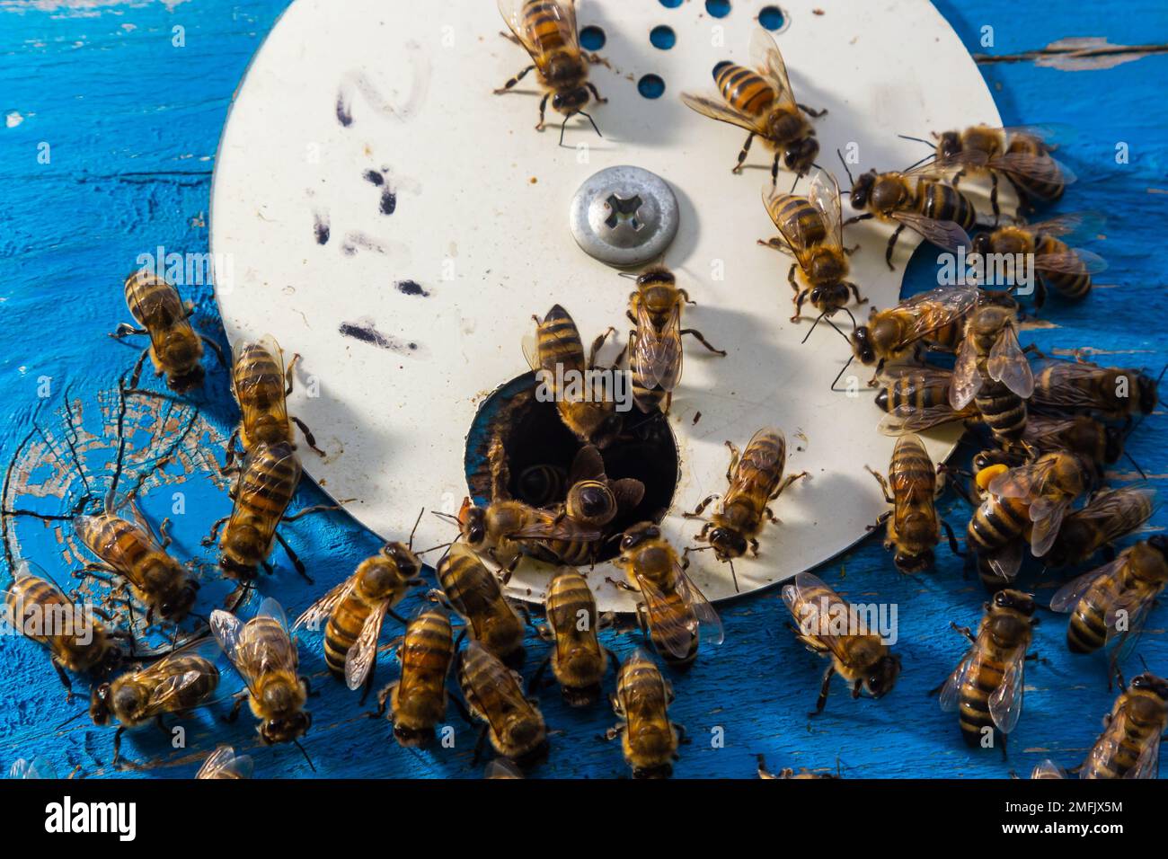 Close up of flying bees. Wooden beehive and bees. Plenty of bees at the ...