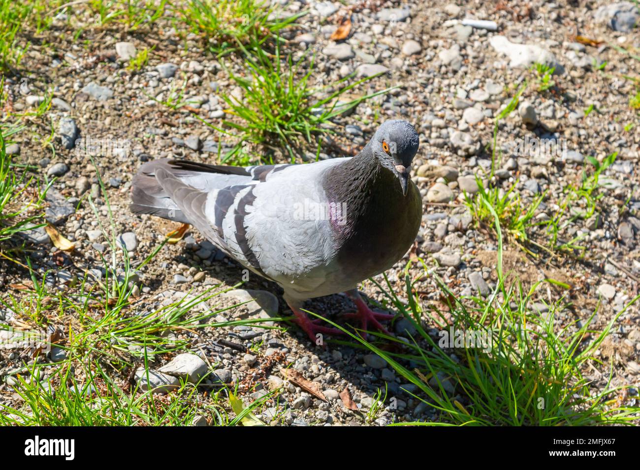 Pigeon on grass. Poultry and plants. City pigeon in park. One bird ...
