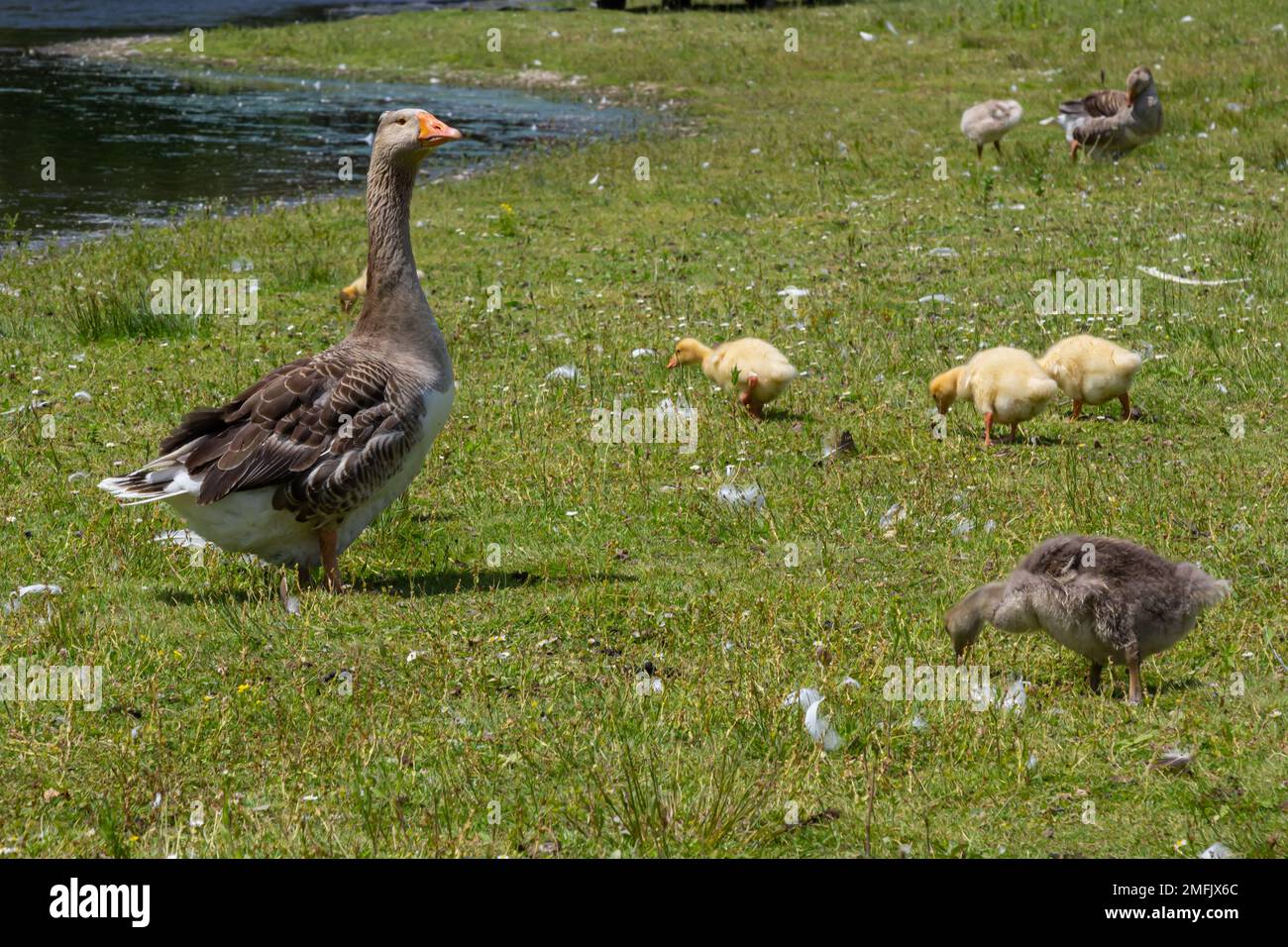 Egyptian goose family in the wild. The female, male and goslings of the ...
