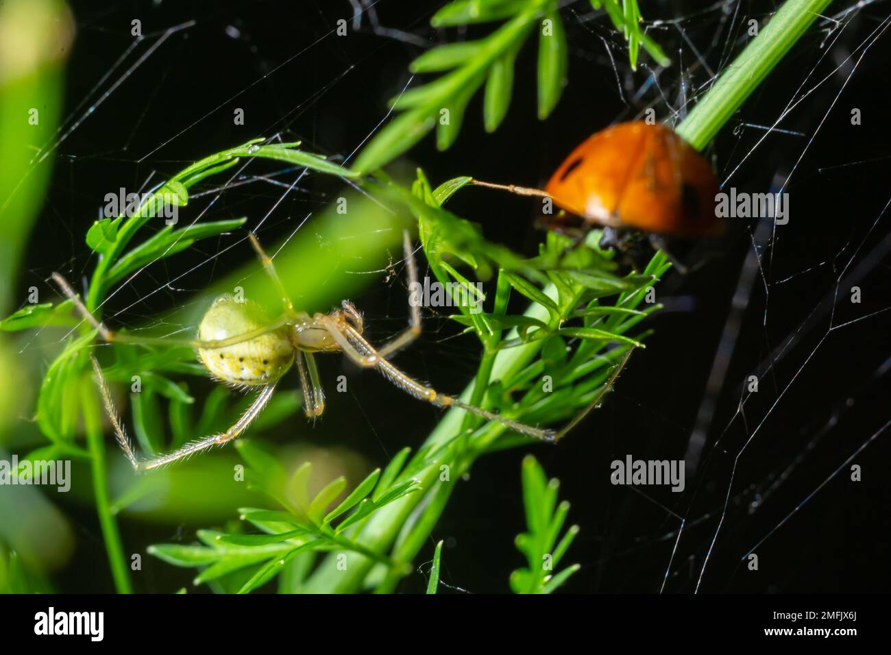 Close-up of a cucumber green spider Araniella cucurbitina with its prey ...