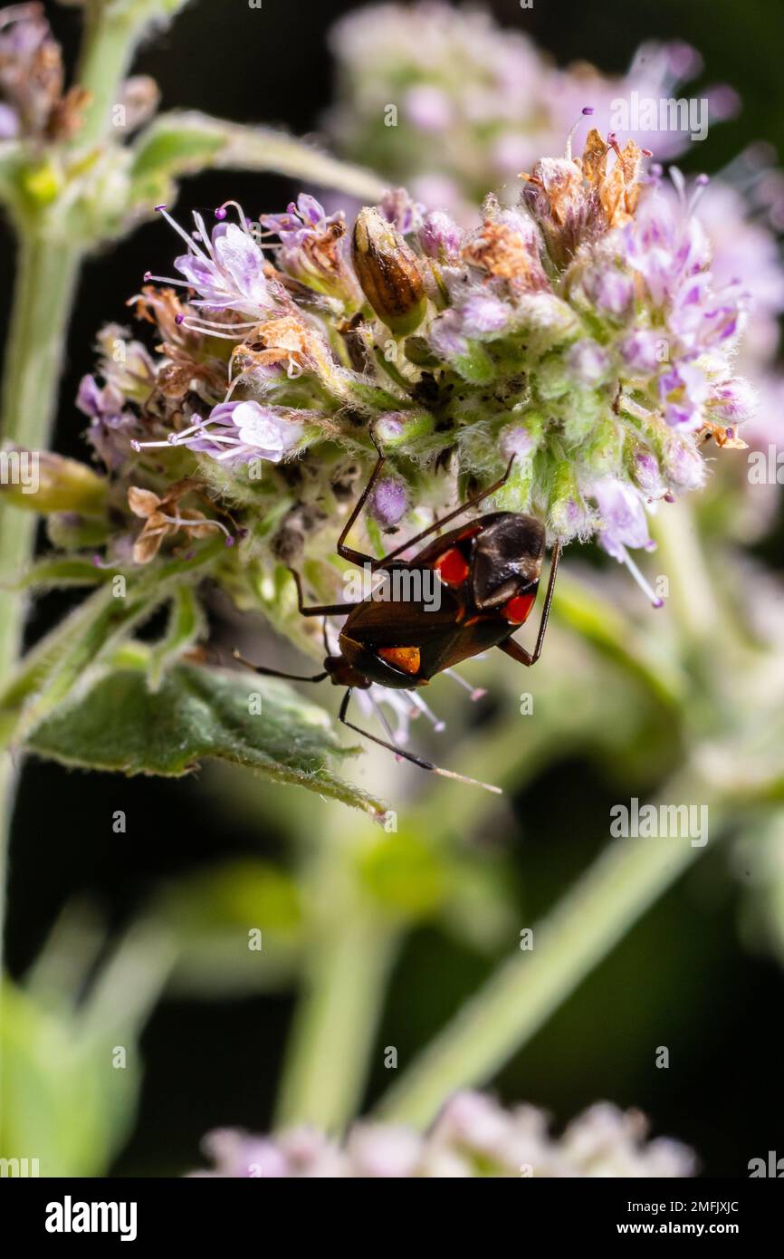 Closeup on a small Mirid bug, Deraeocoris ruber , hanging on a green ...