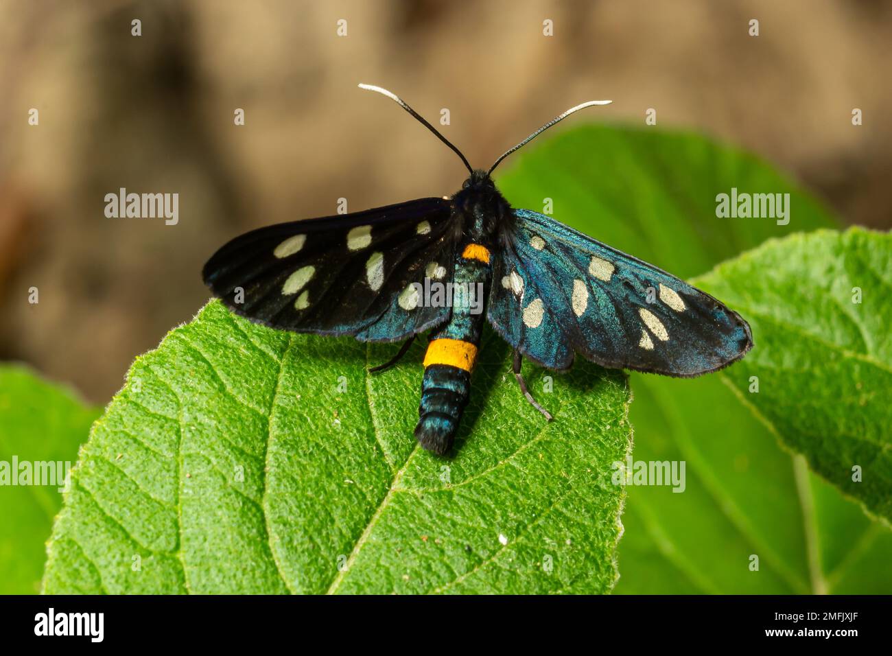 Close up of a nine spotted moth Amata phegea with spread wings Stock ...
