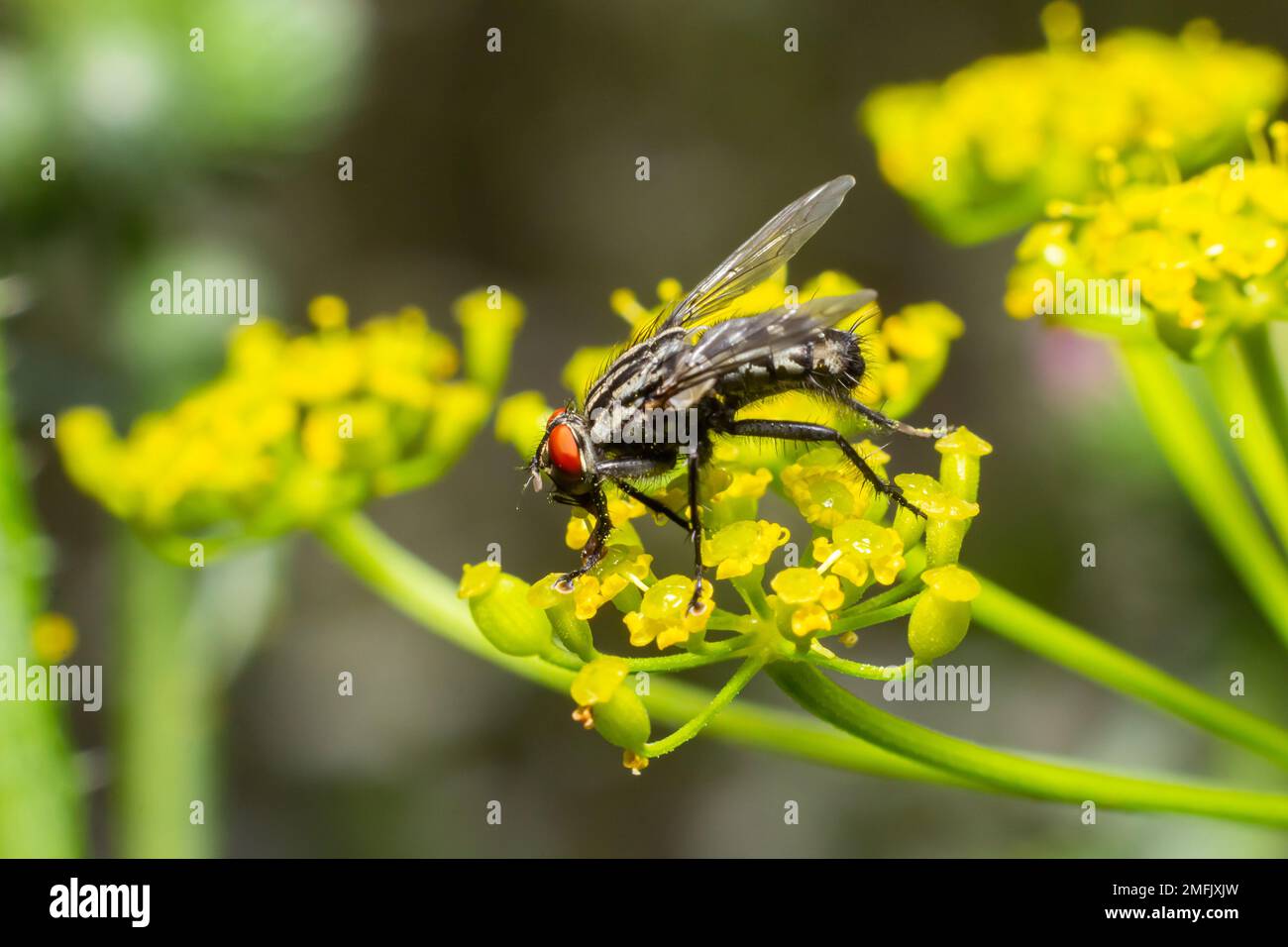Common flesh fly sitting on a meadow flower. European species ...