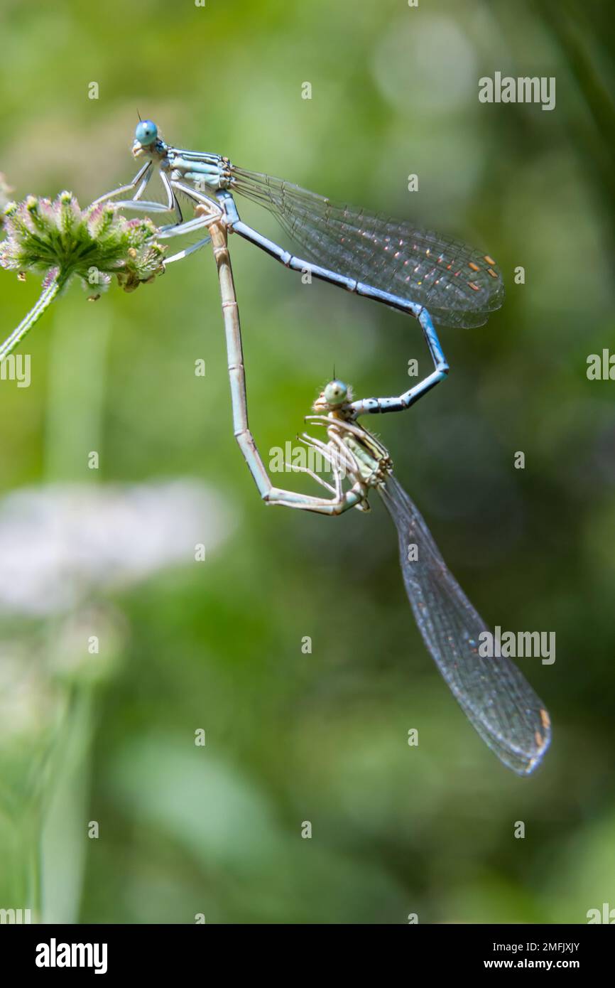 White legged damselfly or blue featherleg male, sitting on a dry stalk ...