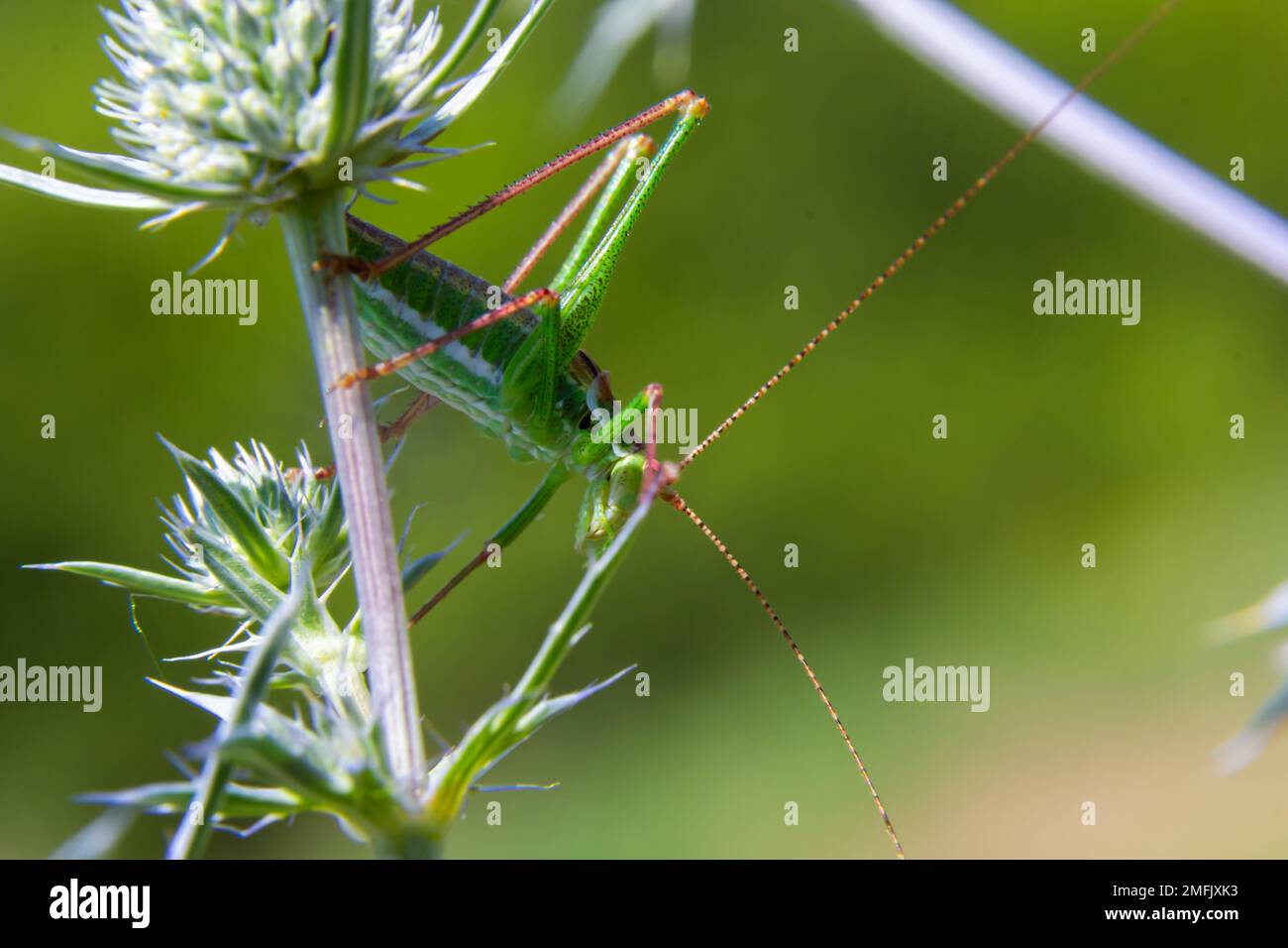 Green grasshopper sitting on a green leaf. Grasshopper in nature Stock ...