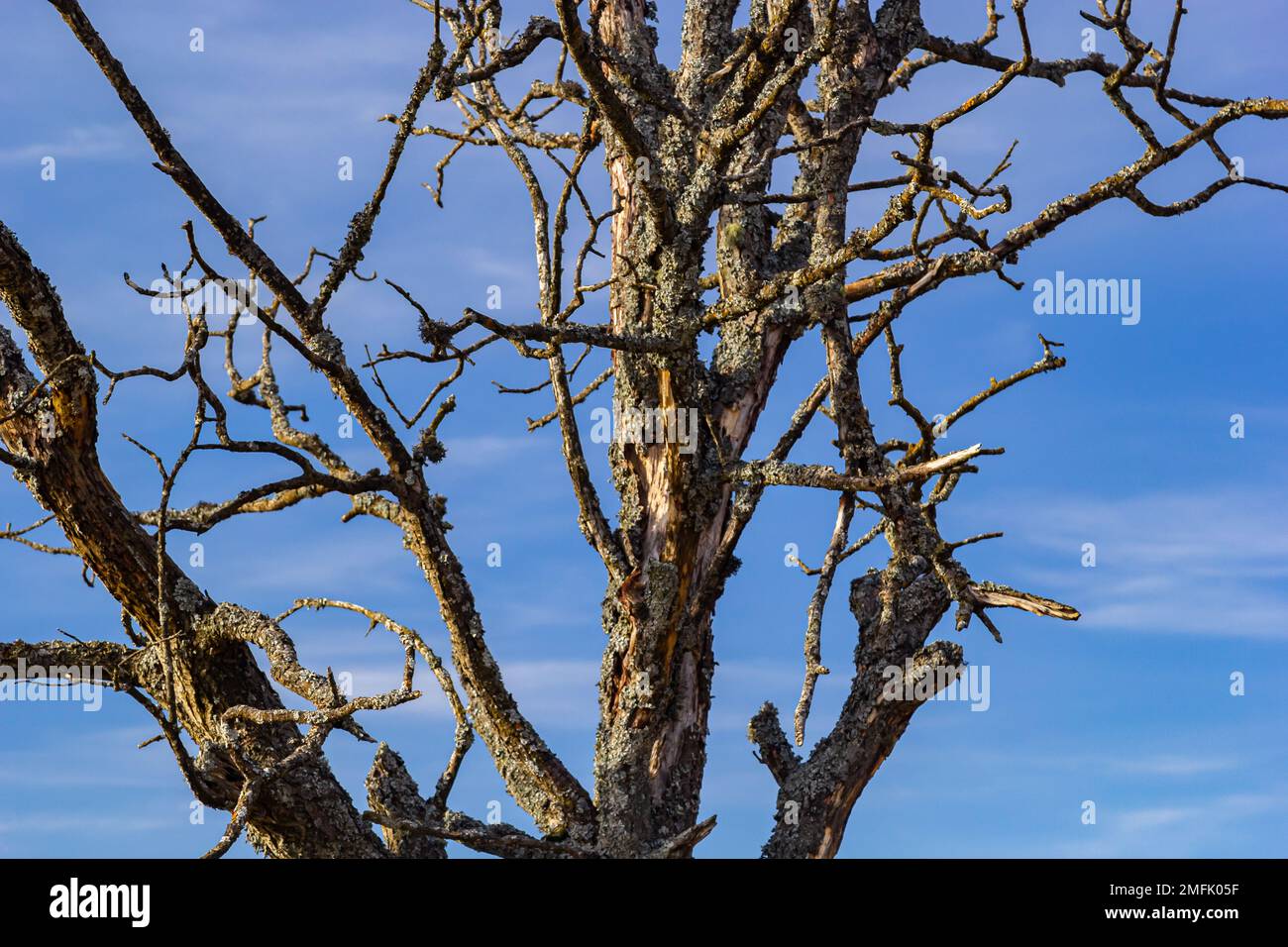 The old and completely dry tree growing against the blue sky Stock ...